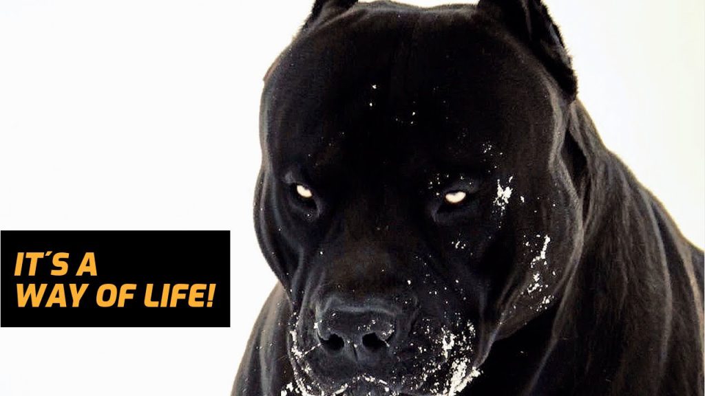 I AM A DOG – Bodybuilding Lifestyle Motivation – Man-Health-Magazine ...